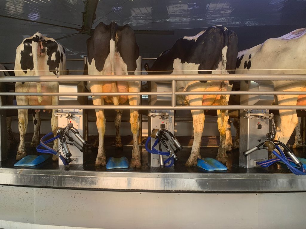 Rotary Parlors - Dairy-Resources